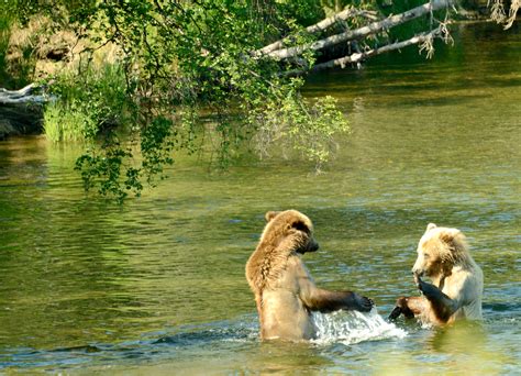 Alaska Brown Bear Information Kenai Backcountry Adventures