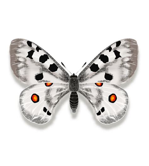Butterfly Parnassius Apollonius Stock Illustration Illustration Of