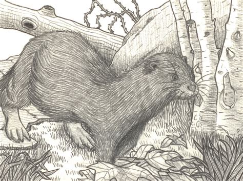 Emma Cowley Illustration Finished Otter Drawing