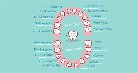 Symptoms Of Cutting Teeth Teething Chart Age Symptoms Fever Rash