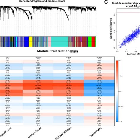 A Gene Dendrogram And Module Colors B Heatmap Between Module A Gene Dendrogram And Module Colors B Heatmap Between Module