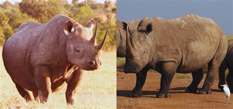 Difference Between Black And White Rhino