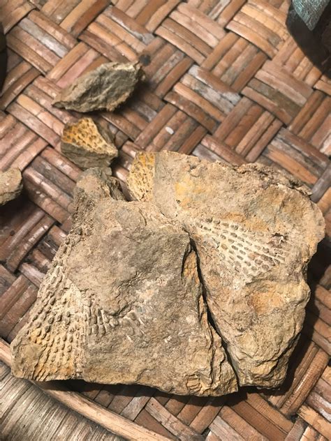 Found In Tasmania Not Sure What It Is R FossilPorn