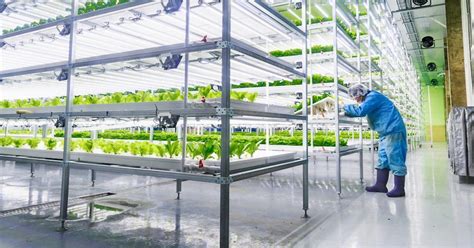 건축가 설계 식물농장 에어로포닉스 수경재배 주목 첨단 스마트팜