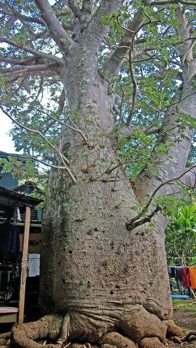 Kauai Exceptional Tree List Kauai Outdoor Circle