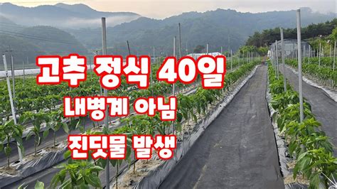 고추 정식 40일 괴산청결고추 코레곤 스타골드 생육상태 확인 고추재배방법 Youtube