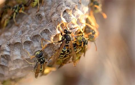 What Does A Paper Wasp Nest Look Like
