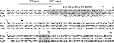 Aligned Amino Acid Sequences For Nsp1 In Bcov P28 Mhv P28 And