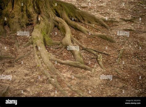 Tree Roots Visible Through Soil In Forest Stock Photo Alamy