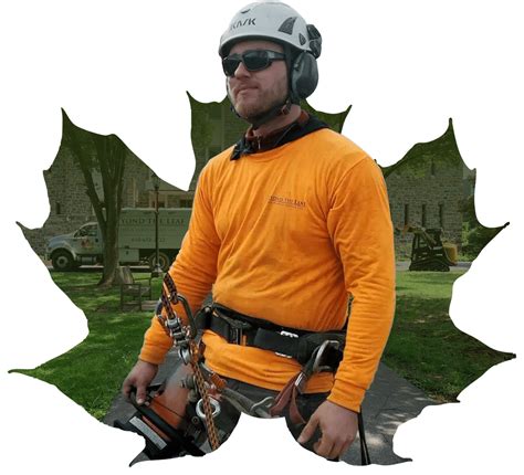 What Causes A Tree Trunk To Split Vertically Beyond The Leaf Tree And Shrub Experts