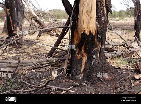 Burnt Tree From Bush Fire At Canning River Regional Park Near Perth Western Australia Stock