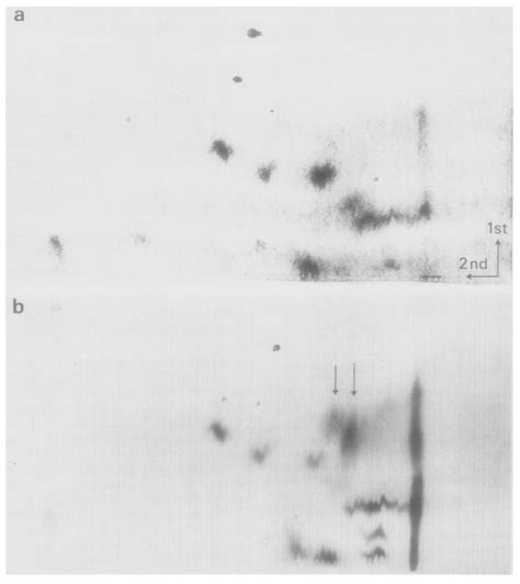 Tryptic Peptide Maps Of The Proteins Of B Tmv A Ninhydrin Positive
