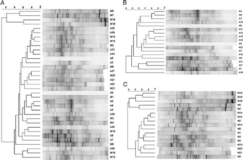 dendrograms obtained by the upgma method for clustering of dgge banding