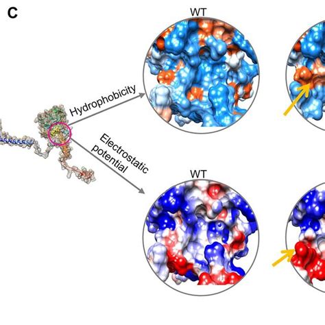 Ks Linked Mutations In Hs6st1 Affect The Protein Structure A Diagram