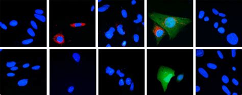 Accumulation Of Dsrna In Mcmv Infected Cells Murine 101 Fibroblasts Download Scientific