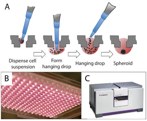 3d High Content Analysis Of Spheroids