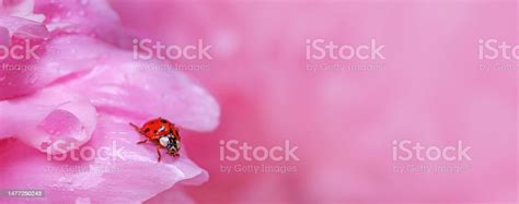 섬세한 분홍색 모란 꽃과 꽃잎에 무당 벌레 선택적 초점 클로즈업 텍스트를 위한 무료 복사 공간이 있는 로맨틱 배너 0명에 대한