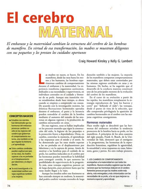 Cambios Cerebrales En La Maternidad Pdf Cerebro Hipotálamo