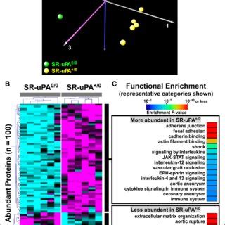 Proteomic Analyses Identify Global Differences In Protein Abundance And Download Scientific