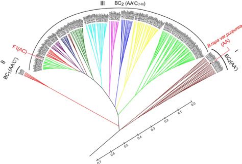 Clustering Of Two Generations Of Backcrossed Progeny And Their Ancestor
