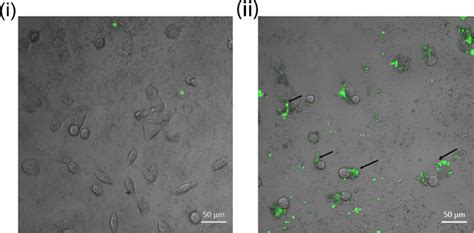 Assessment Of Activation Of Executioner Caspases 37 In Hela Cells Download Scientific Diagram