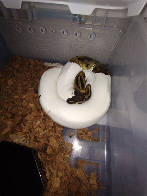 Post Ovulation Pic Ball Pythons Morphmarket Reptile Community