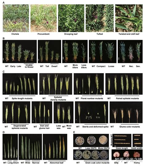 利用ems诱变库加速小麦功能基因组研究 知乎