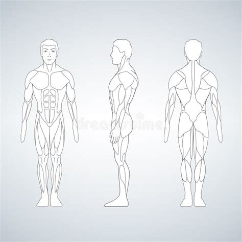 Human Body Outline Front Back Stock Illustrations 754 Human Body