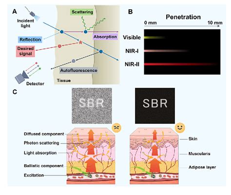 Figure 1 From Molecular Design Of Nir Ii Polymethine Fluorophores For Bioimaging And Biosensing