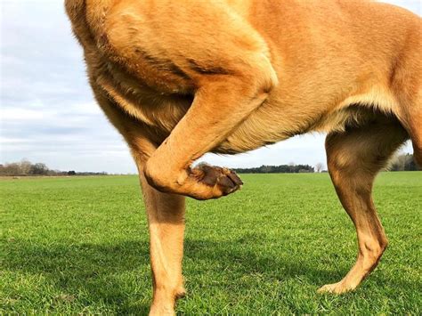 Artrosis En Mascotas Causas Síntomas Y Tratamientos Centro Veterinario Moviecan