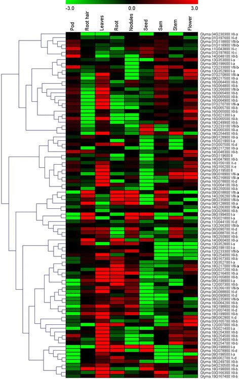 Expression Pattern Of Lrr Rlk Genes Located In Tandem Duplication