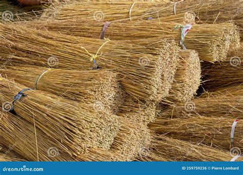 What Does Grass Thatch Look Like At Lucas Hampton Blog