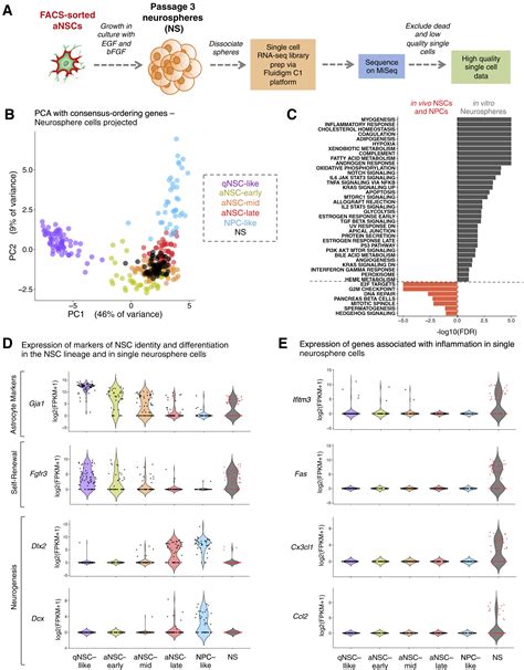 Single Cell Transcriptomic Analysis Defines Heterogeneity And
