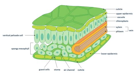 Plant Leaf Cross Section