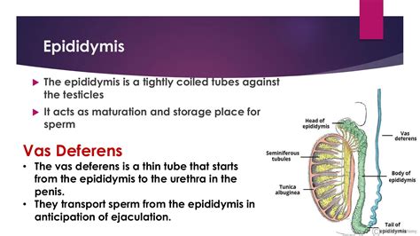 Male Reproductive System And Its Disorderspdf