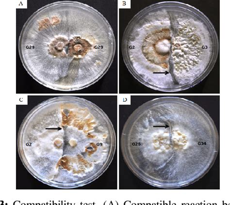 Figure 1 From Genetic And Morphological Diversity Of Ganoderma Species Isolated From Infected