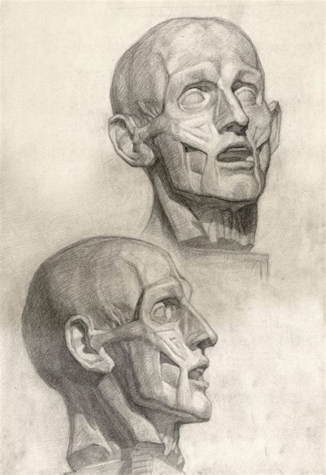 Как рисовать торс Экорше Гудона Методическая последовательность ведения работы — Ghenadie