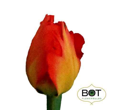Robbedoes Bot Flowerbulbs