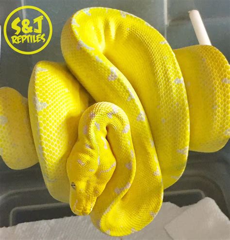 💛 Yellow 💛 Kofiau Green Tree Python The Reptile Report
