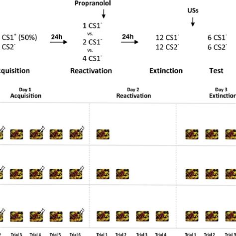 A Schematic Representation Of The Experimental Design B