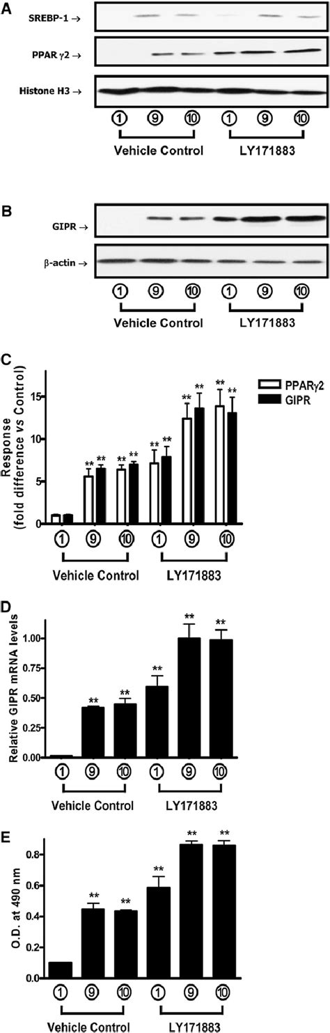 Ppar Activation Increases Gipr Expression During 3t3l1 Adipocyte