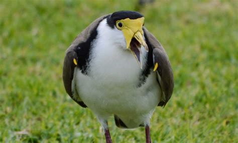 Plovers Arent Actually The Enemy Theyre Just Misunderstood