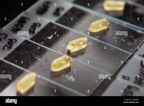 Closeup Of Epoxy Embedded Tissue Samples Ready To Be Cut Using An