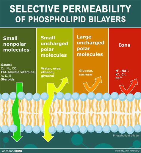 Selective Permeability Cell Membrane