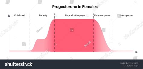 Female Hormones Lifestyle Graph Progesterone Diagram Stock Vector Royalty Free 2376076213