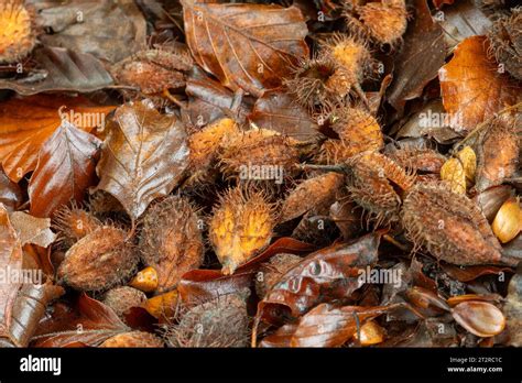 Beech Mast Beechmast Beech Nuts On Woodland Floor During October Autumn