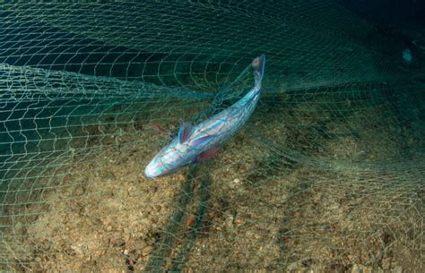 What Is A Gill Net