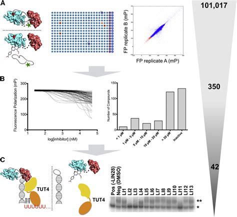 High Throughput Screening Assay Identifies A Panel Of Candidate