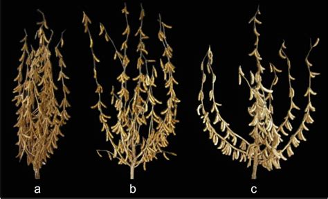 Exemplification Of Three Categories Of Branch Angle In Soybean Narrow Download Scientific