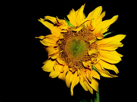 무료 이미지 들 노랑 농업 경치 맑은 배경 시골의 성장 녹색 여름 아름다운 태양 꽃 무늬의 농장 목초지 지독한 농원 아름다움 시즌